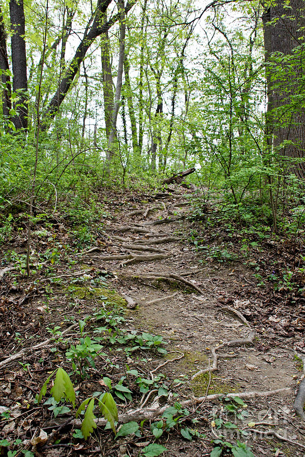 Creating a Path Photograph by Extrospection Art - Pixels