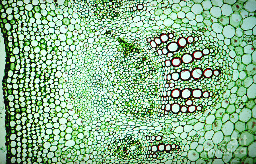 Cross-section Of The Stem Of A Sunflower Photograph by M. I. Walker ...