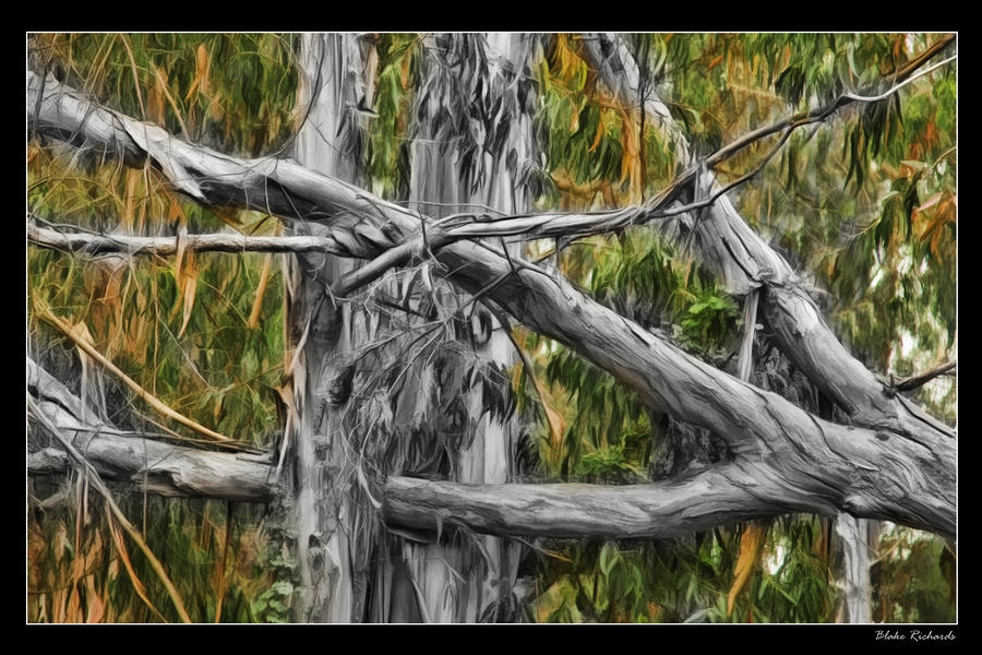 Crossed Trees Photograph by Blake Richards - Pixels