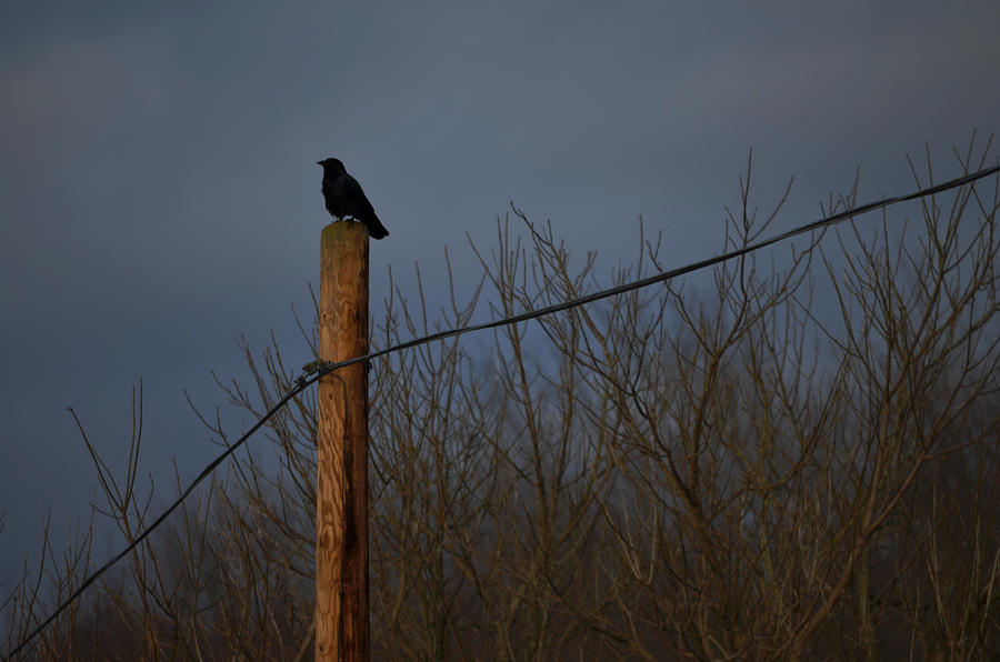Crow calling Photograph by Brian Stevens - Fine Art America