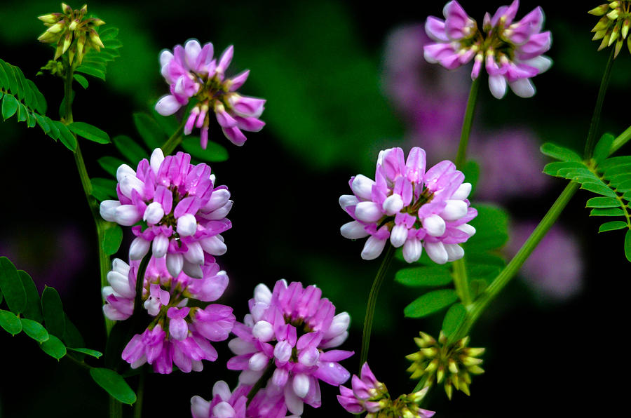 Crown Vetch Photograph by Brian Stevens - Pixels