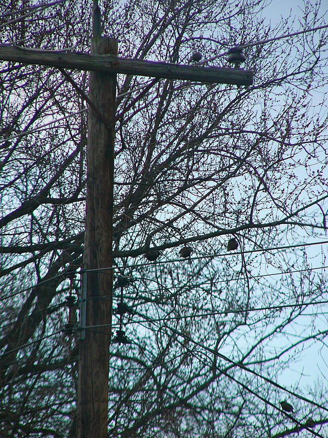 Crows and a Cross Photograph by Nancy Mitchell - Pixels