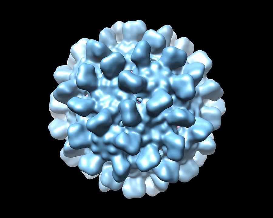 Cucumber Necrosis Virus, Computer Model Photograph by Thomas ...