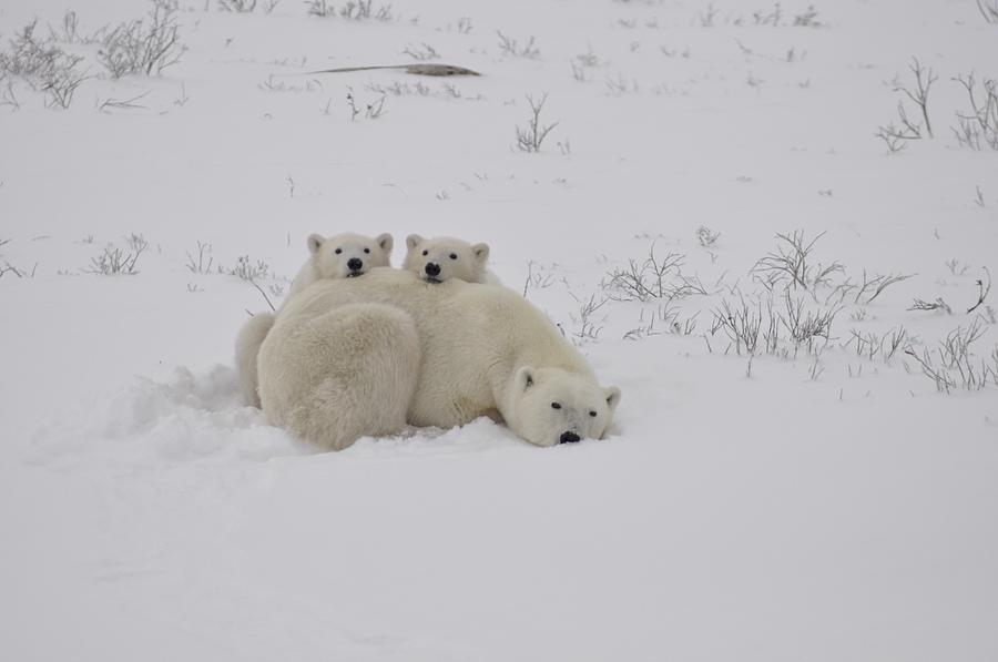 Cuddle Photograph by Jill Schmidt - Fine Art America