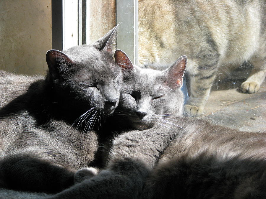 Cuddle Wolves Photograph by Chris Gudger | Fine Art America