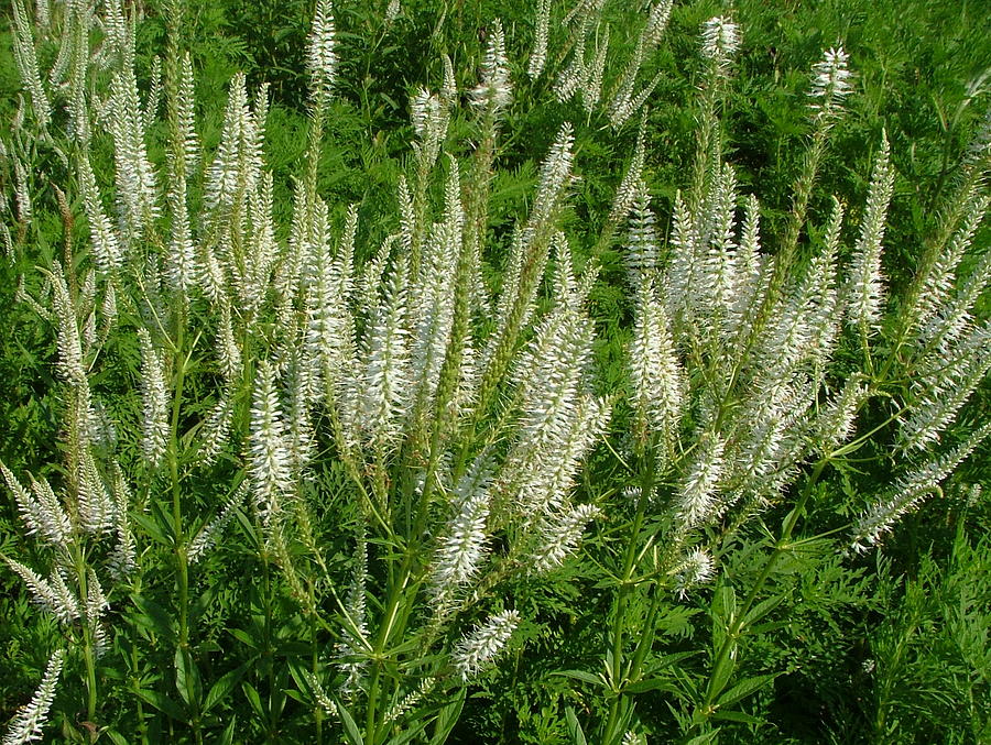 Culver's root Photograph by Matt Berry - Fine Art America