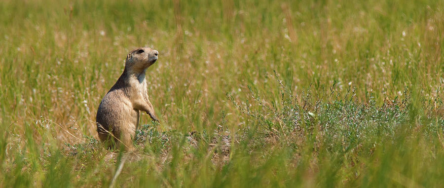 Curious Photograph by Peter Verdnik - Fine Art America