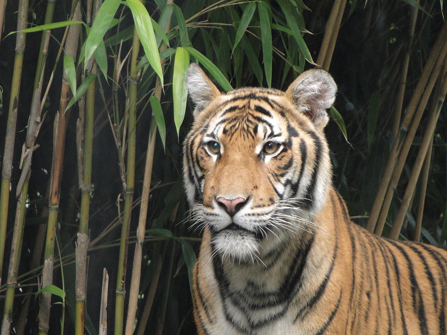 Curious Tiger Photograph by Brian Lyons - Pixels