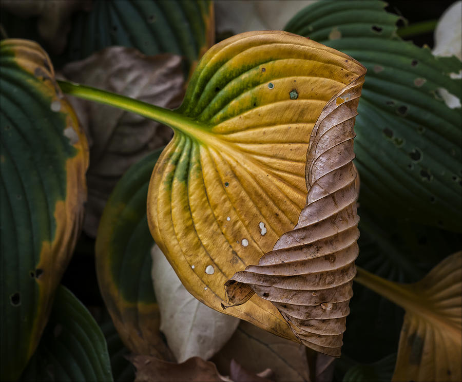 Curling Dying Leaf Photograph by Robert Ullmann - Fine Art America