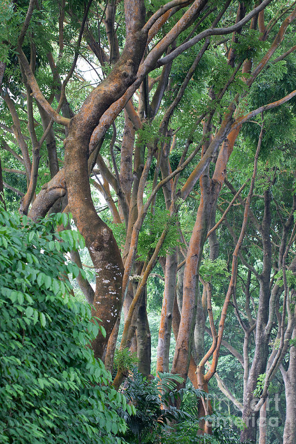 Curvy trees Photograph by Johan Larson - Fine Art America