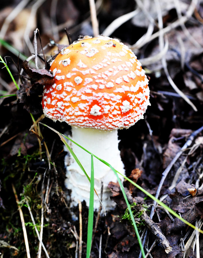 Cute As A Button Photograph by Dendra Chavez - Fine Art America