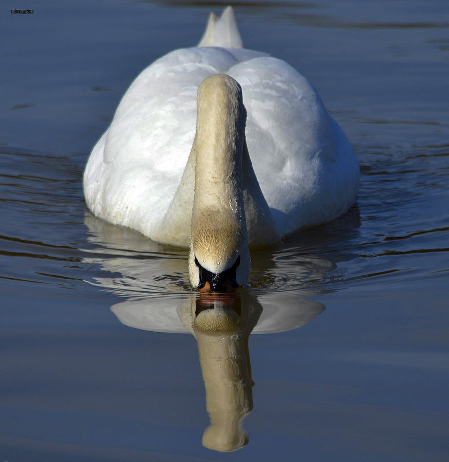 Dabbler 2 Photograph by Brian Stevens - Fine Art America