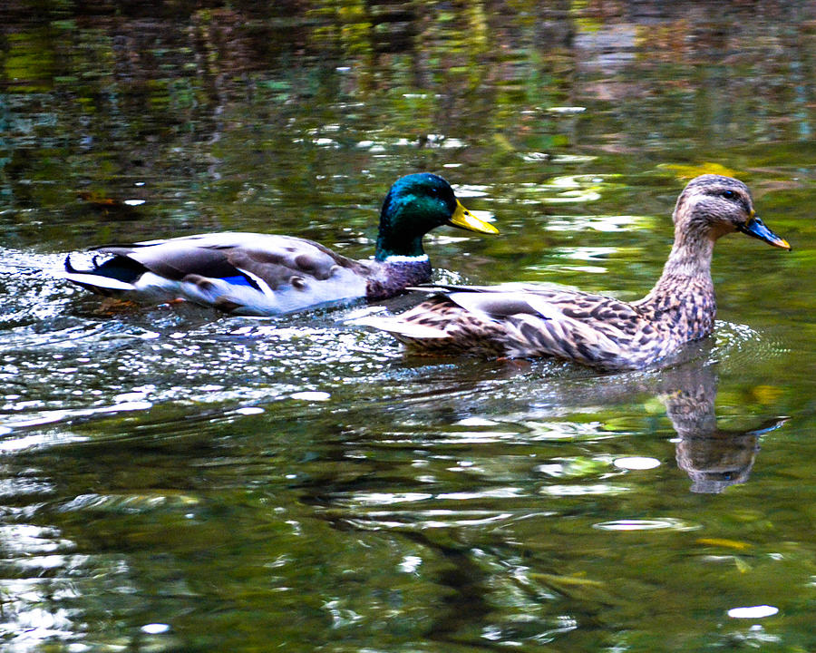 Dabbling Ducks Photograph by Michael Pope | Fine Art America