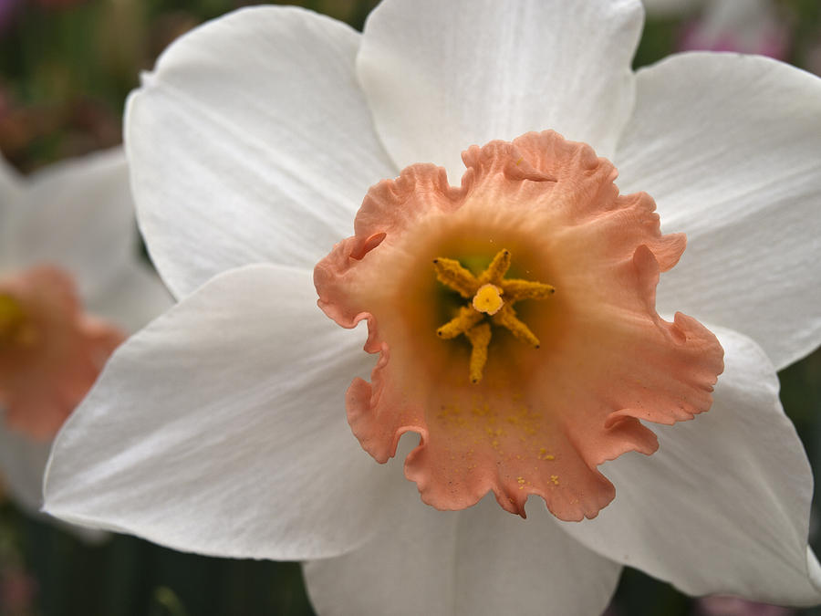 Daffodil Photograph by Brittney Young - Fine Art America