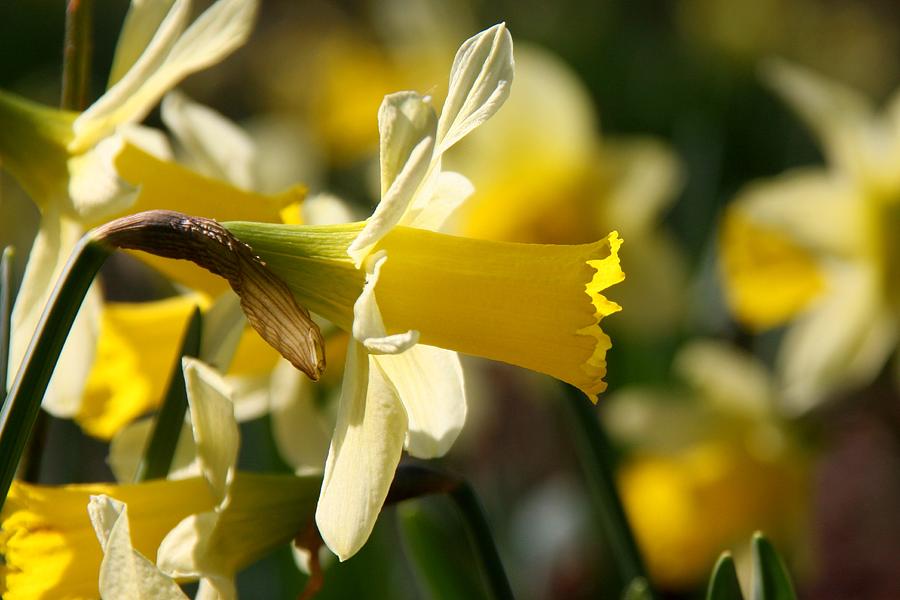 Daffodil profile Photograph by Ed Lukas - Fine Art America