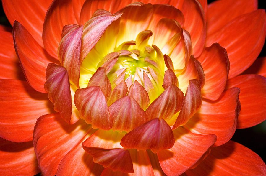 Dahlia 'taratahi Ruby' Photograph by Adrian Thomas - Pixels