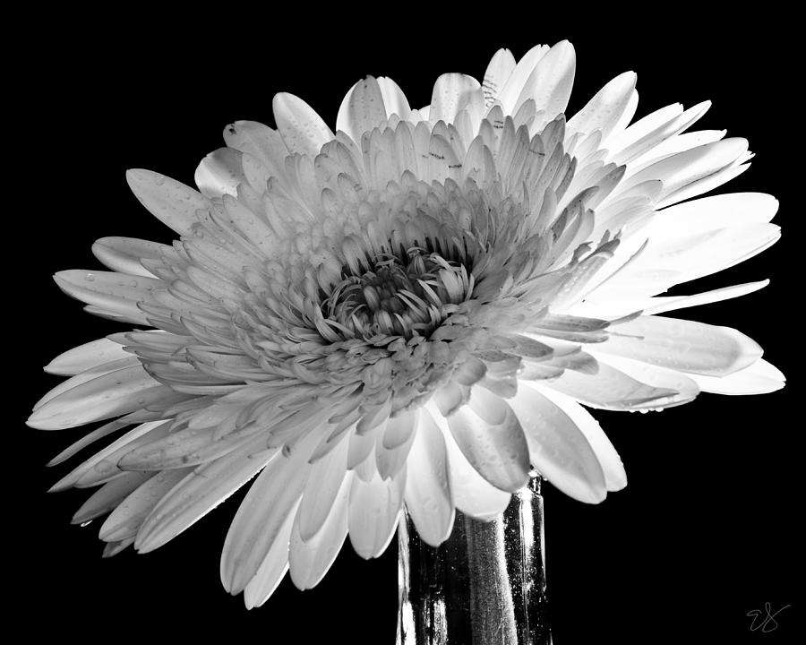 Daisy Light Photograph by Erica Joy - Fine Art America