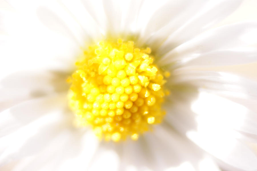 Daisy Photograph by Michael Ambrose - Fine Art America