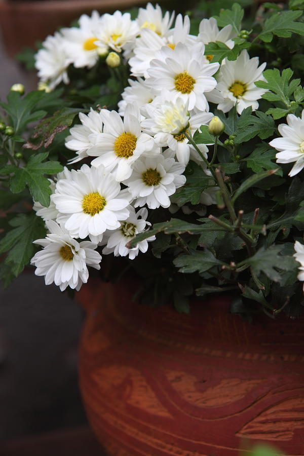 Daisy Photograph by Thiago Ken Iti - Pixels