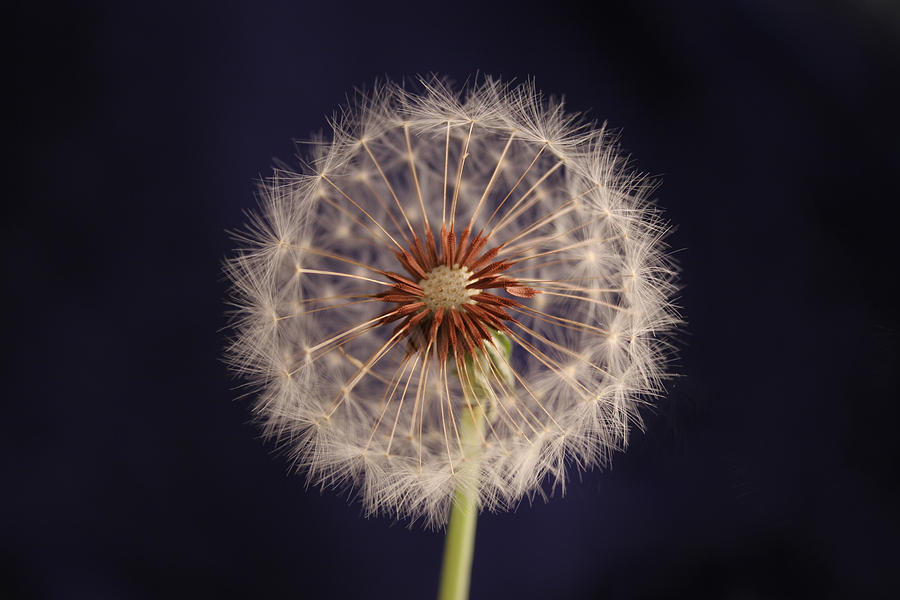 Dandi Digital Art by David Taylor - Fine Art America