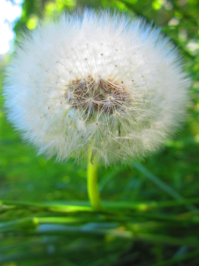 Dandy Eye Photograph by Lynn Dodds - Fine Art America