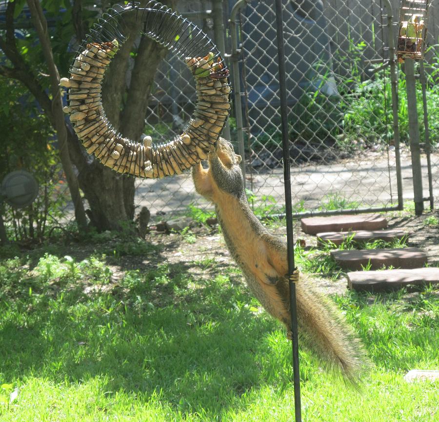 Dare Devil Squirrel Photograph by Donna Wilson - Pixels