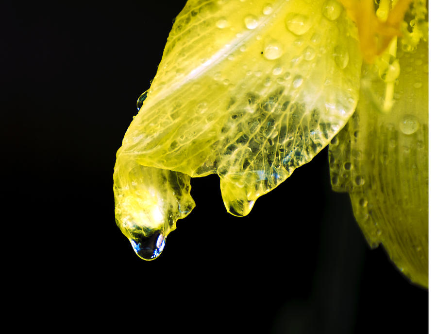 Day Lilly Drop Photograph by Vicki Jauron | Fine Art America