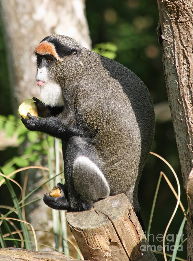 De Brazza's Monkey 4 Photograph by Ruth Hallam - Fine Art America