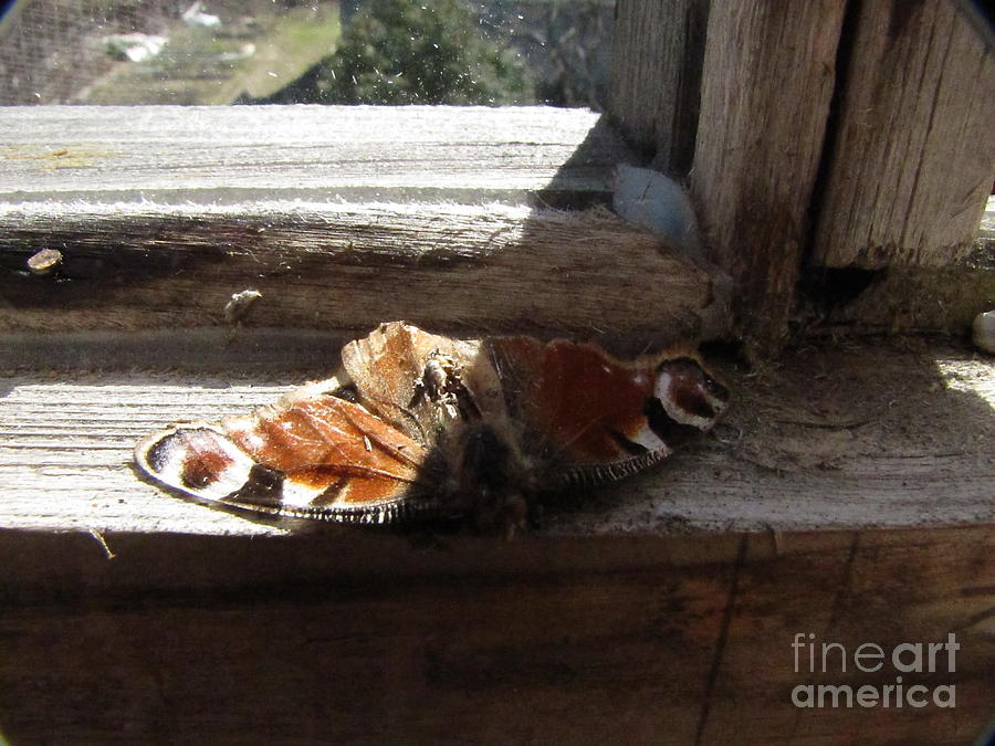 Dead On Window Photograph by Yury Bashkin - Fine Art America