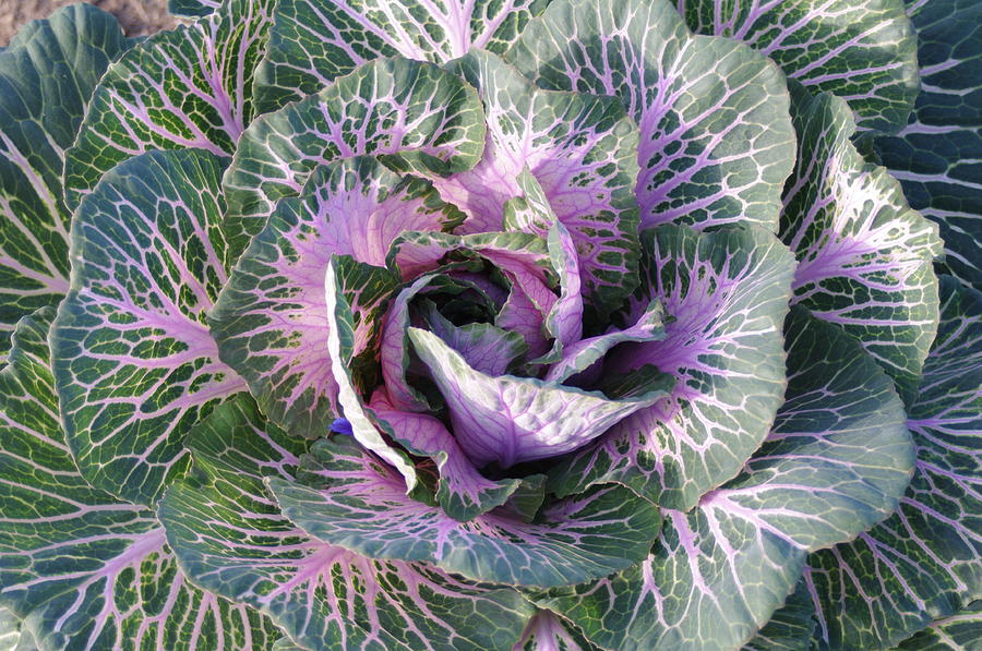 Decorative Cabbage Photograph by Michael Vickers - Fine Art America