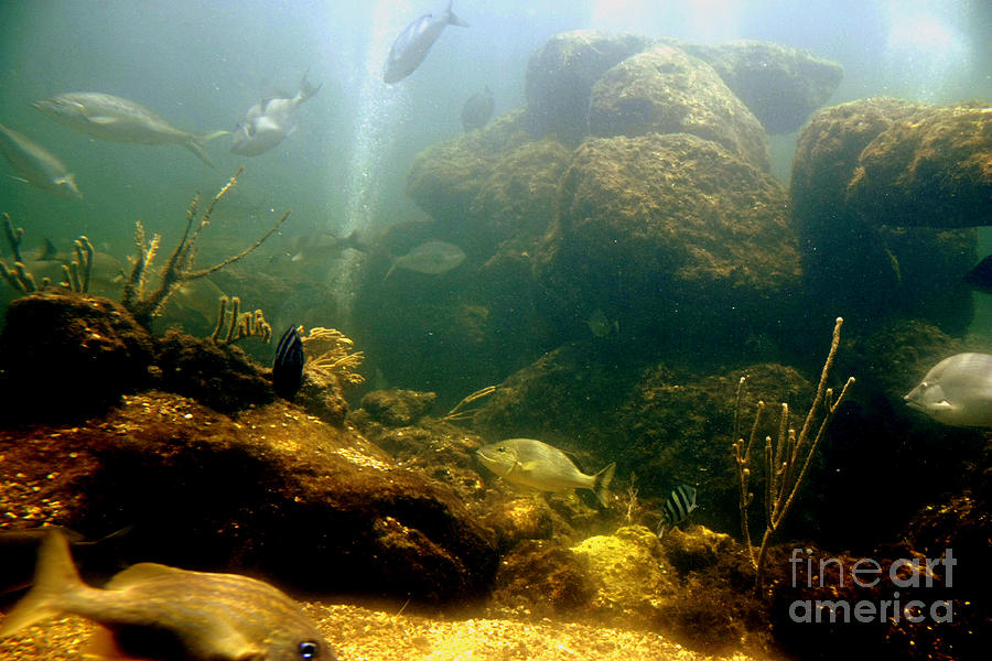 Deep down Photograph by Beth Phifer - Fine Art America