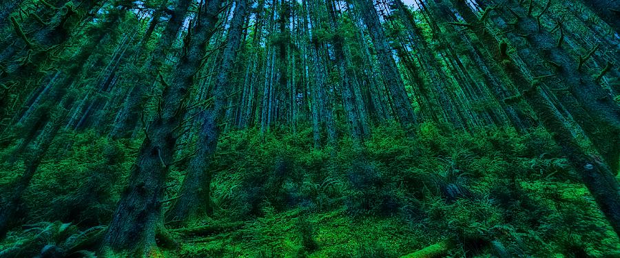 Deep Forest Photograph by Thomas Born - Pixels