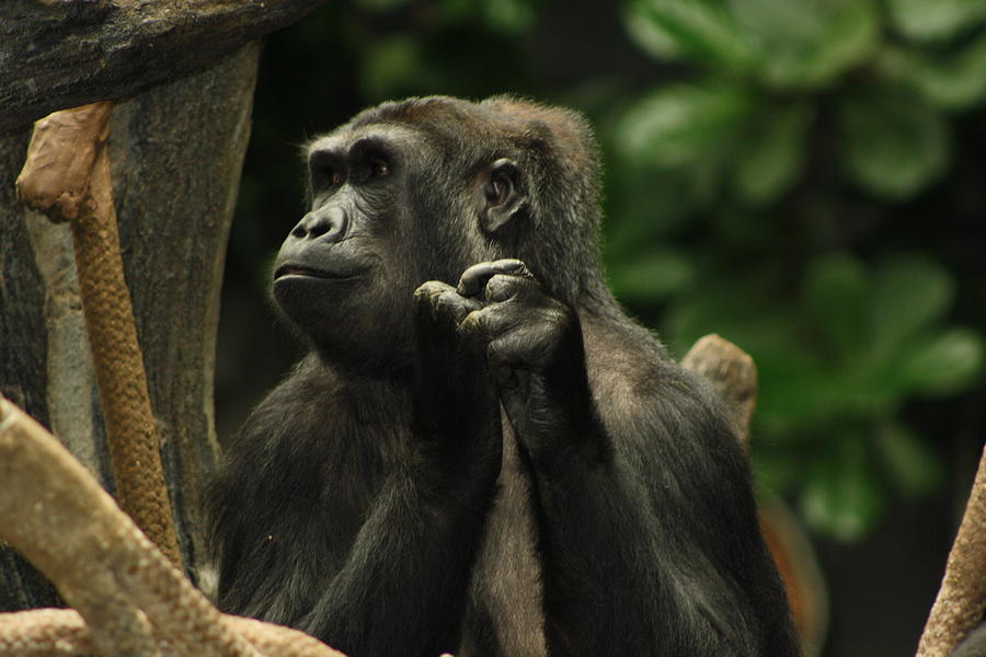 Deep In Thought Photograph by Eric McNeil - Fine Art America