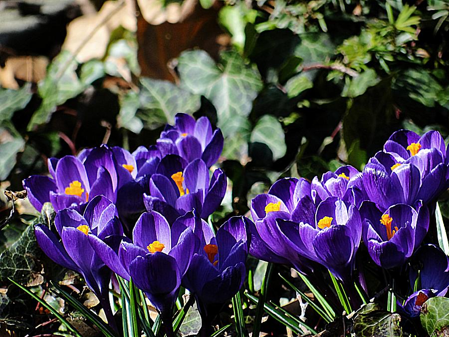 Deep Purple Crocus Photograph by Beth Akerman | Pixels