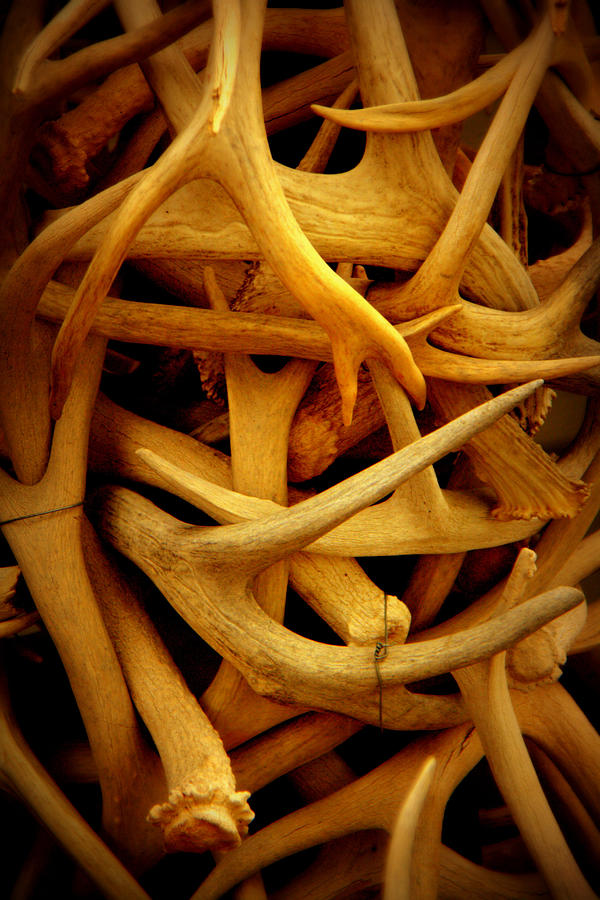 Deer Antlers in a Pile Photograph by Tam Graff | Fine Art America