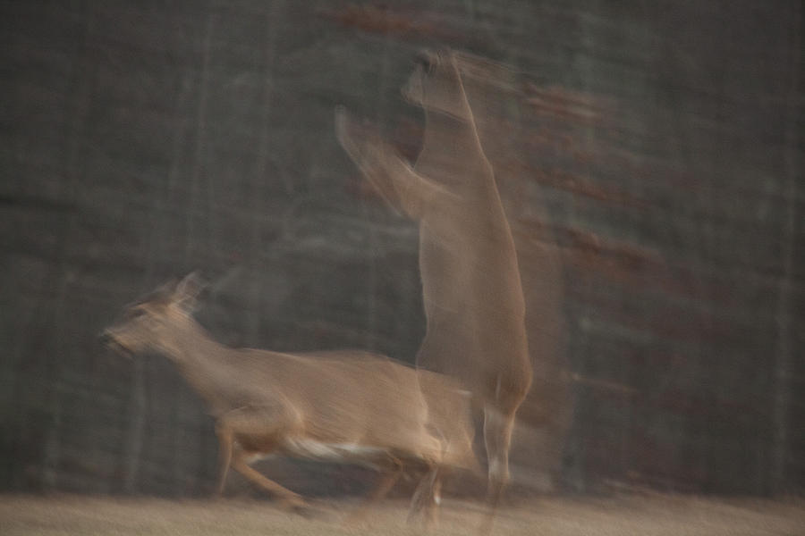 Deer Fight Photograph by Christina Durity - Pixels