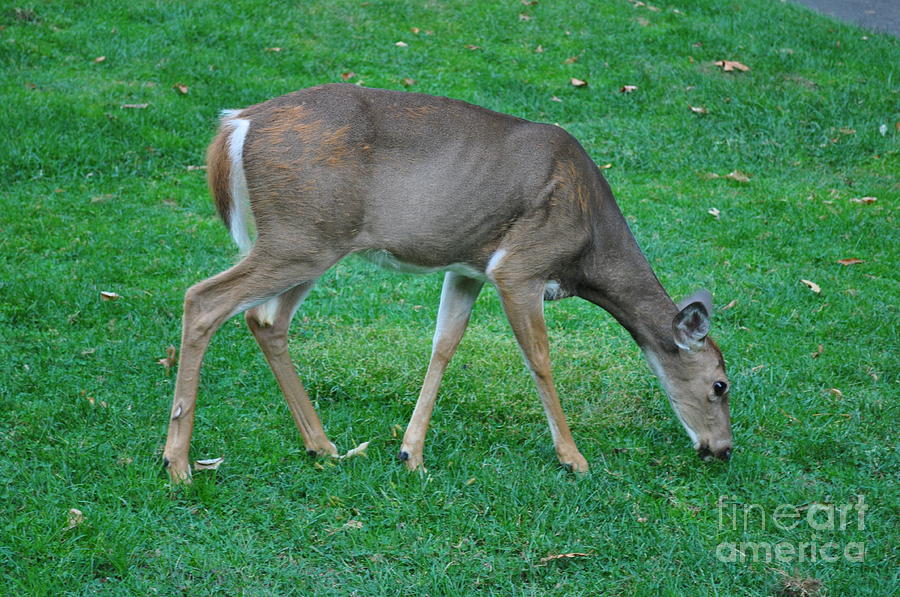 Deer Golf course Photograph by Lenora Berch - Fine Art America