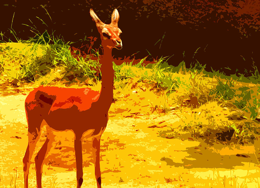 Deer Photograph by Jessica Rost - Fine Art America