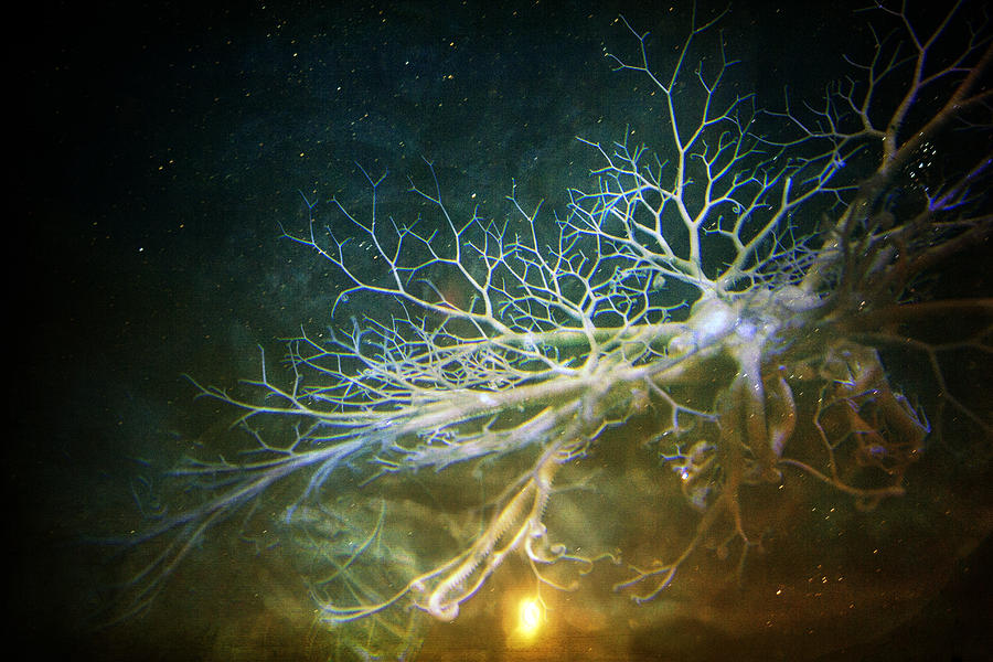 Dendrites Of The Space-mind Photograph