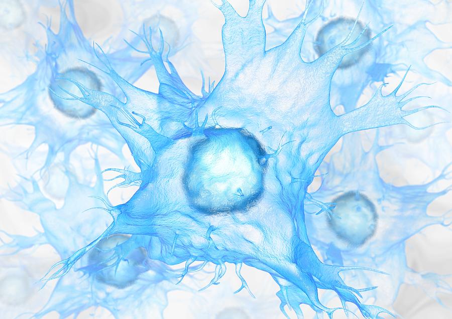 Dendritic Cells, Artwork by Animated Healthcare Ltd / Science Photo Library