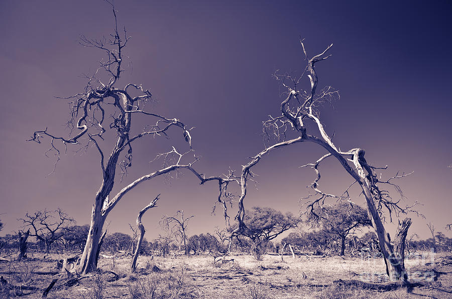 Desolation - Botswana Photograph by Stephane Neron - Fine Art America