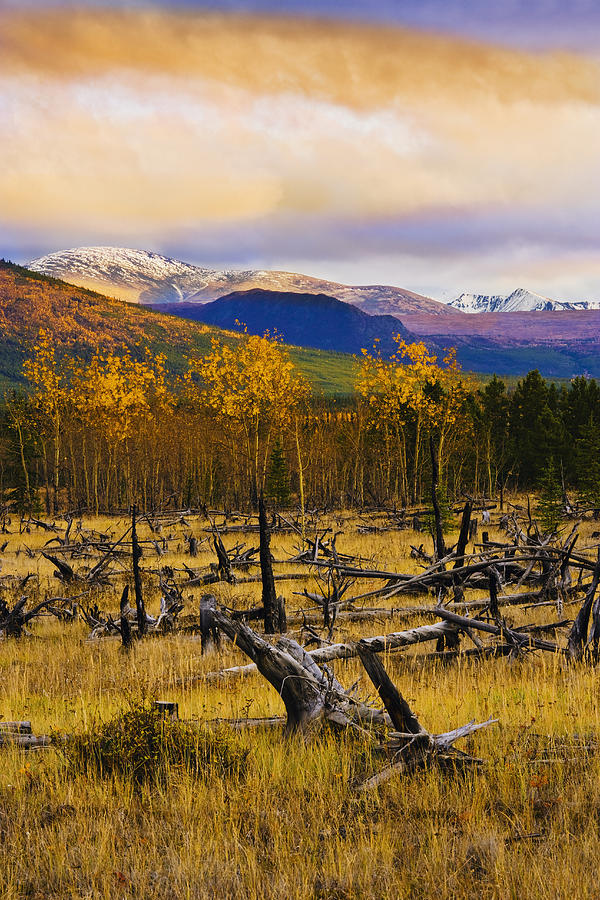 Destruction And Re-growth After Forest Photograph by Yves Marcoux ...