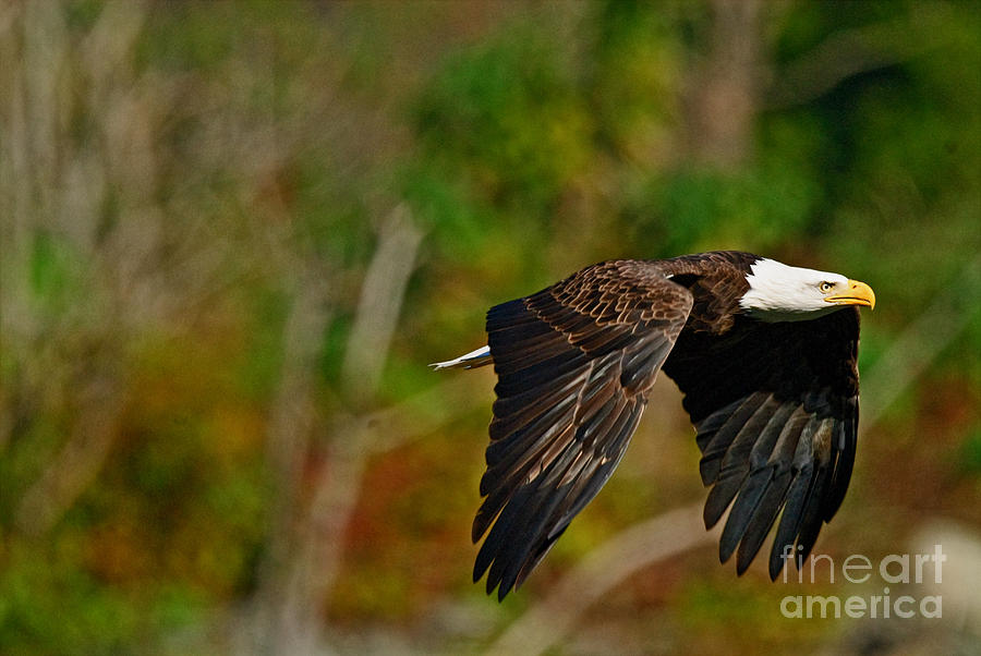 Determined Photograph by Michael Rucci - Fine Art America