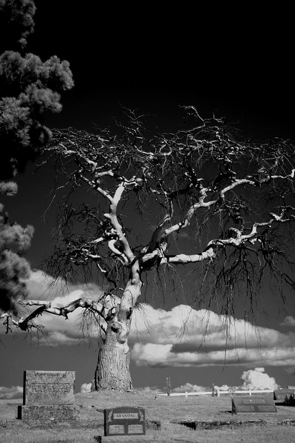 Devil Tree Photograph by Brady D Hebert - Fine Art America