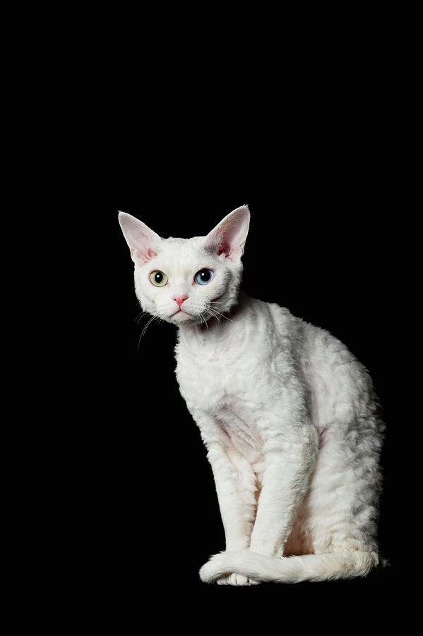 Devon Rex