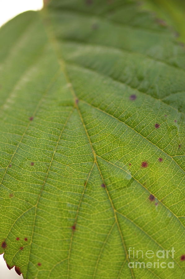 Dew on Leaf Photograph by Sean Stauffer - Fine Art America