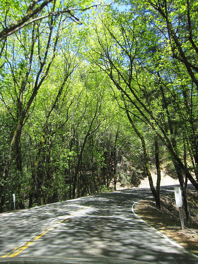 Different Paths Same Destination Photograph by Raquel Amaral