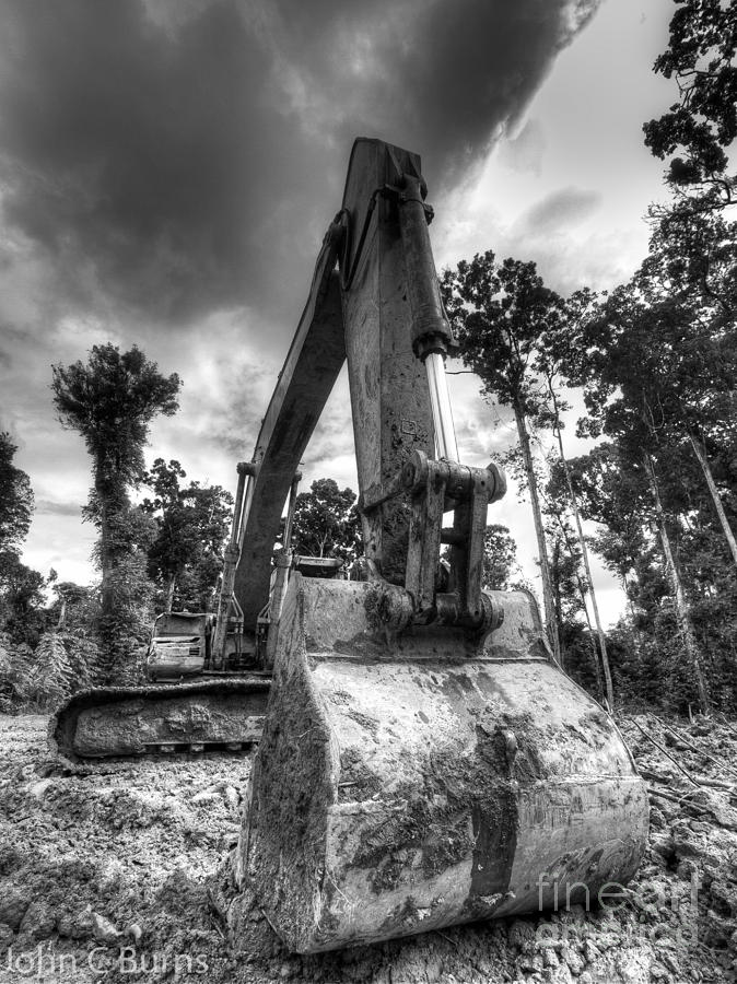 Digging the Rainforest Photograph by John Burns - Pixels