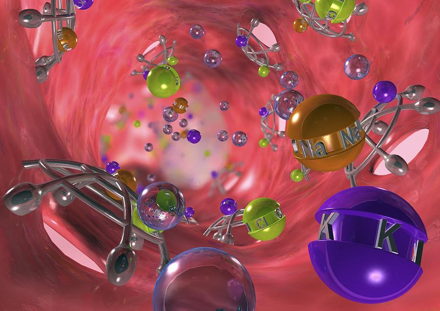 Diuretic Effect, Artwork by Animated Healthcare Ltd / Science Photo Library