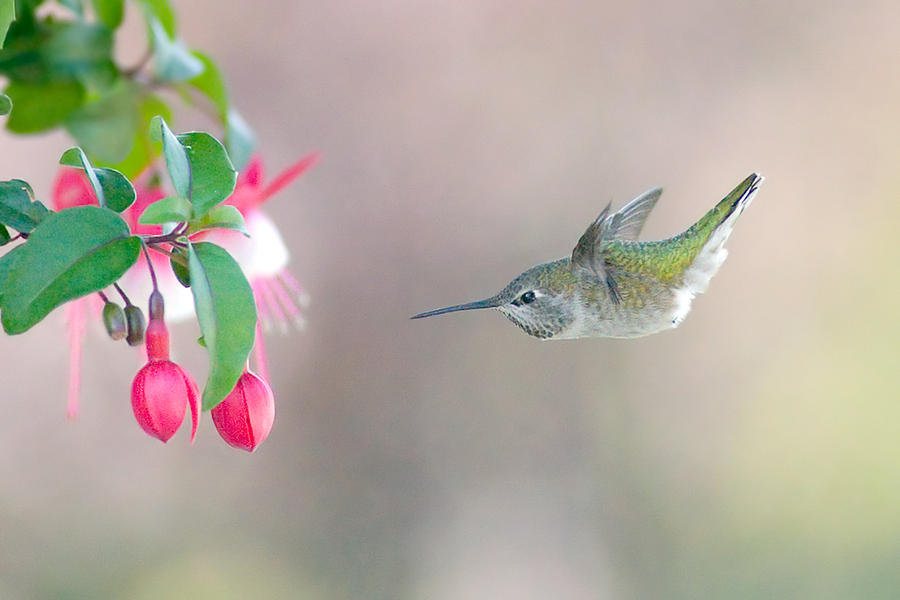 Dive Bomber Photograph by John Corban | Fine Art America